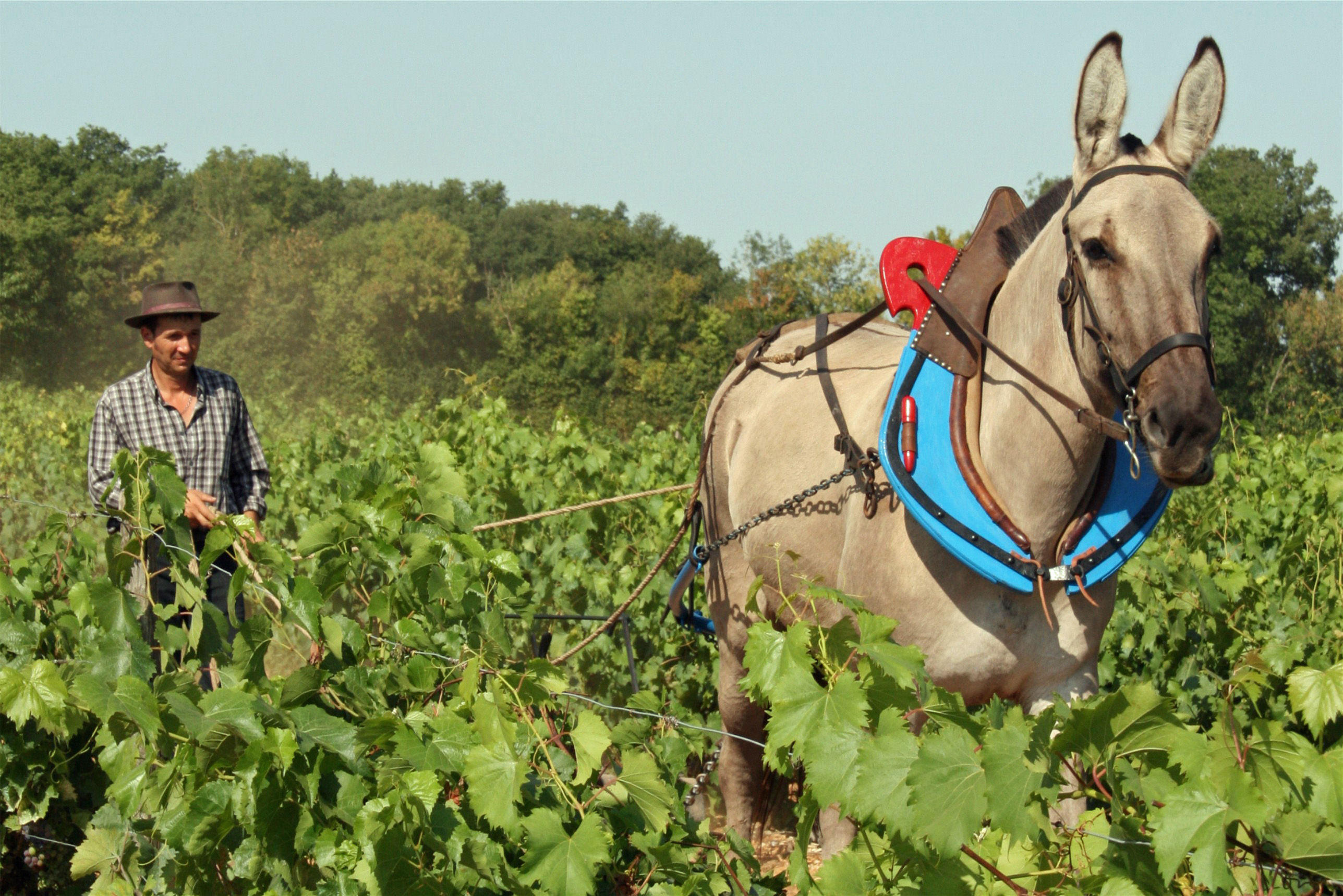 Wine-growing with horses