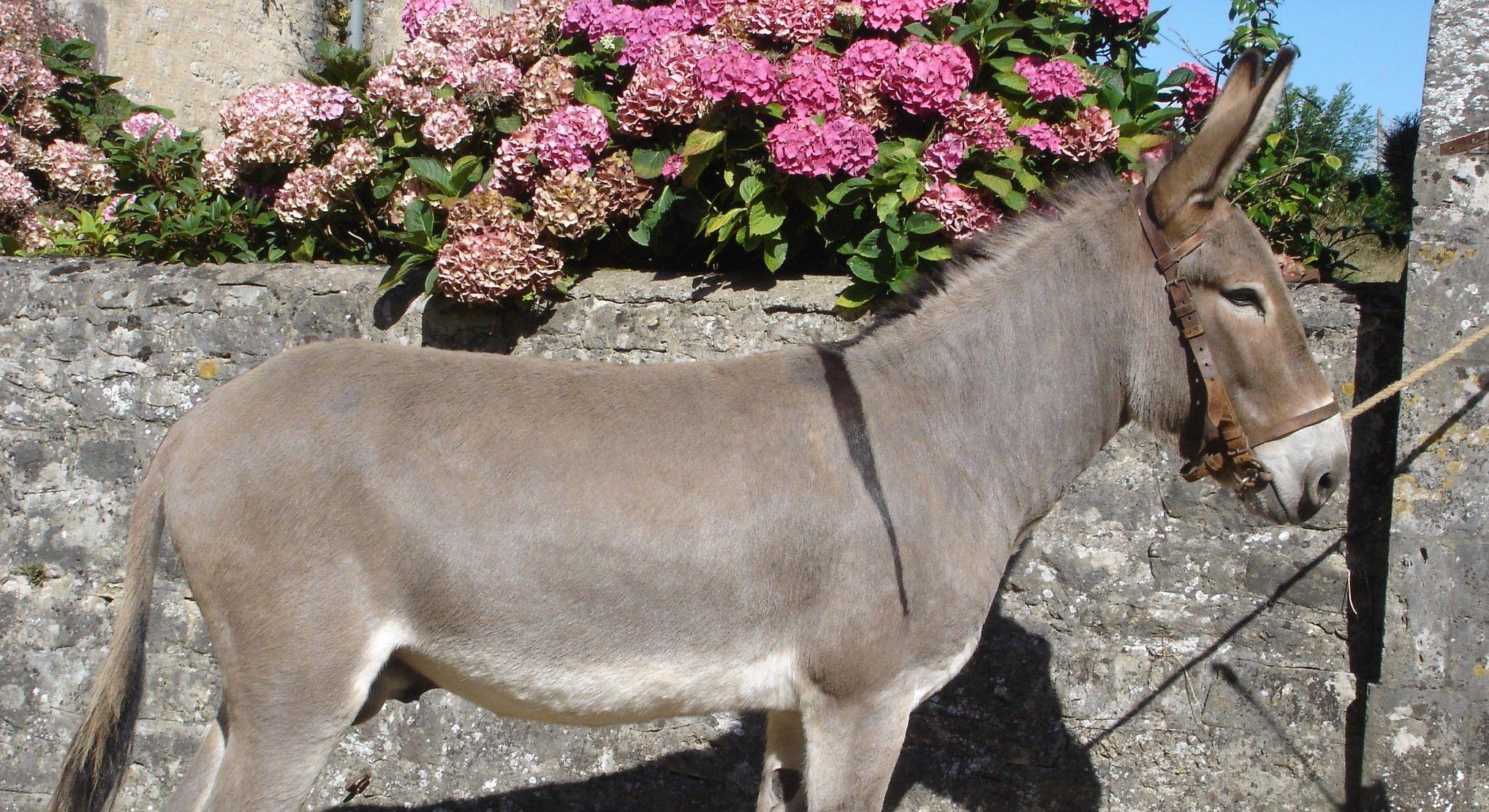 Cotentin Donkey