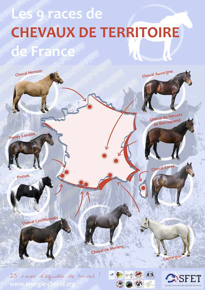 Regional Horse Breeds