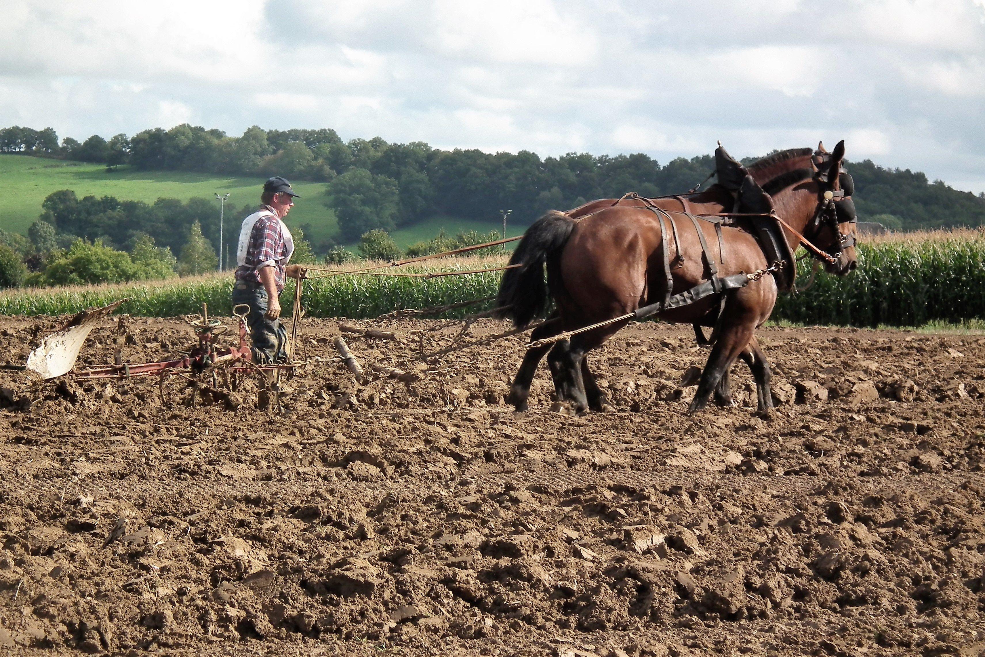 Cob Normand