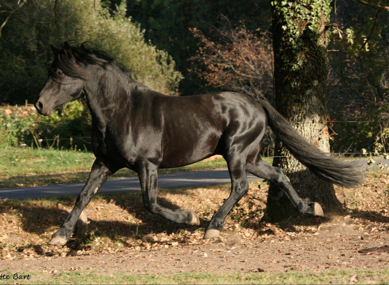 Cheval de Mérens - Energie Cheval