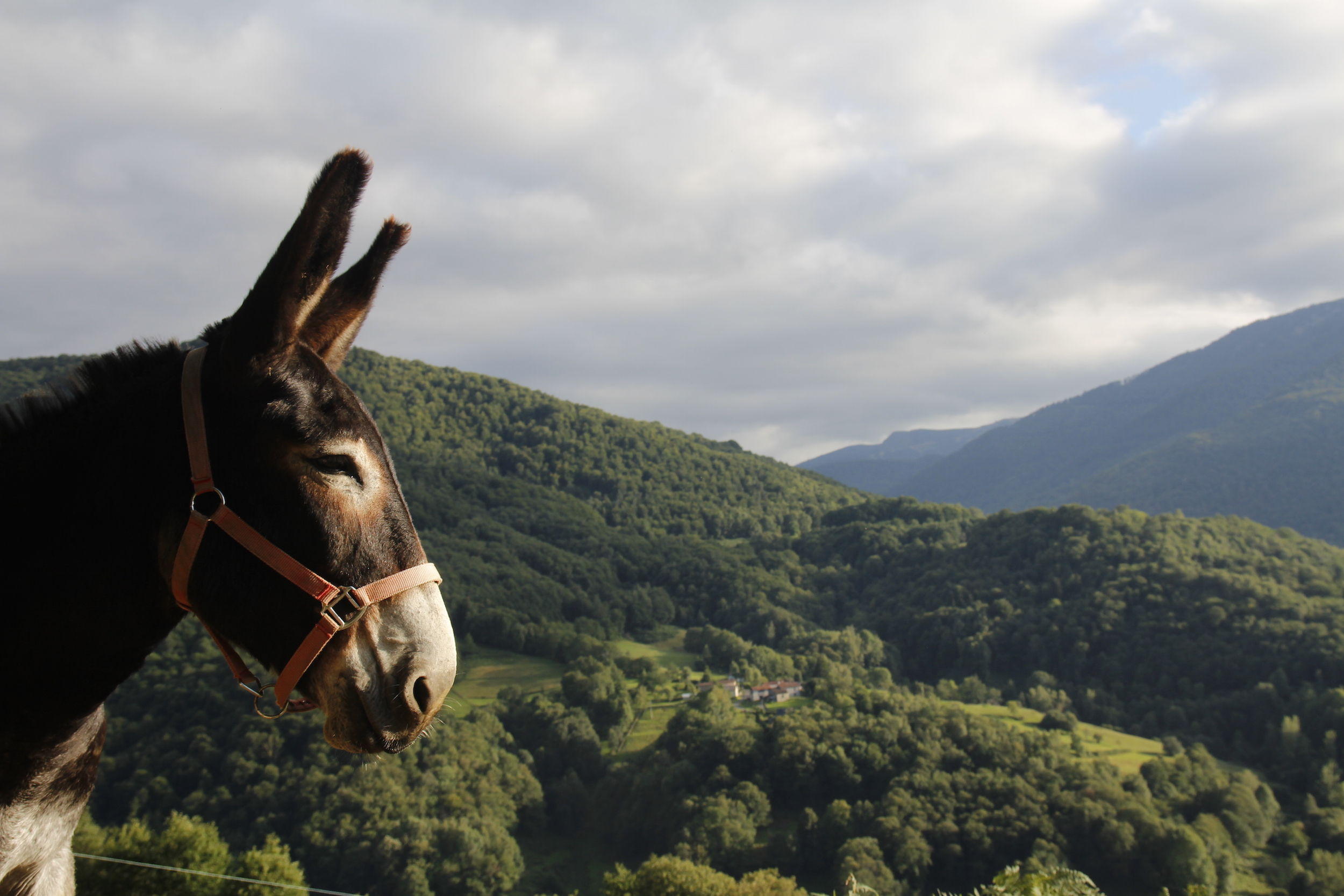 Pyrenees Donkey and Mule - Energie Cheval
