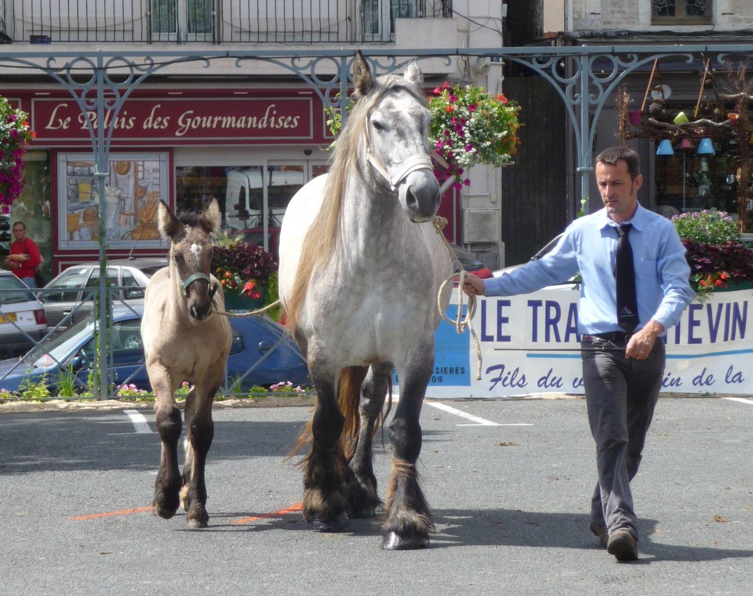 Trait Poitevin Mulassier