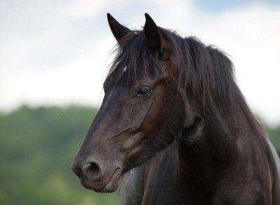 Cheval de Mérens - Energie Cheval