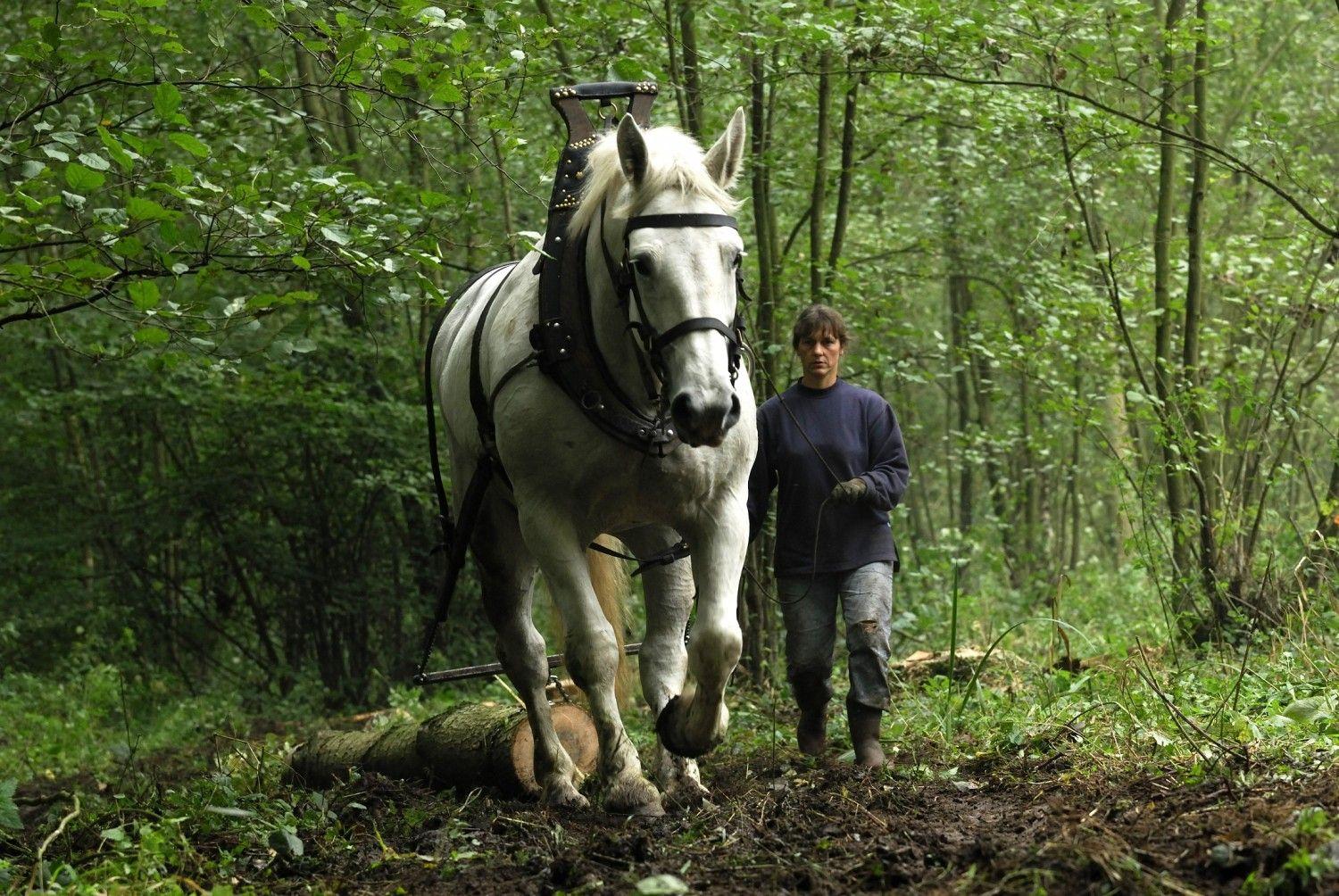 TRANSPORTE DE CARGAS CON CABALLO
