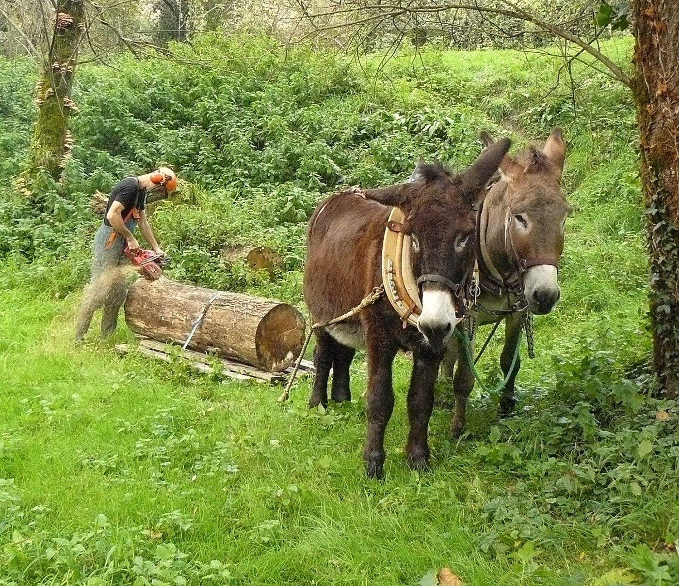 TRANSPORTE DE CARGAS CON CABALLO