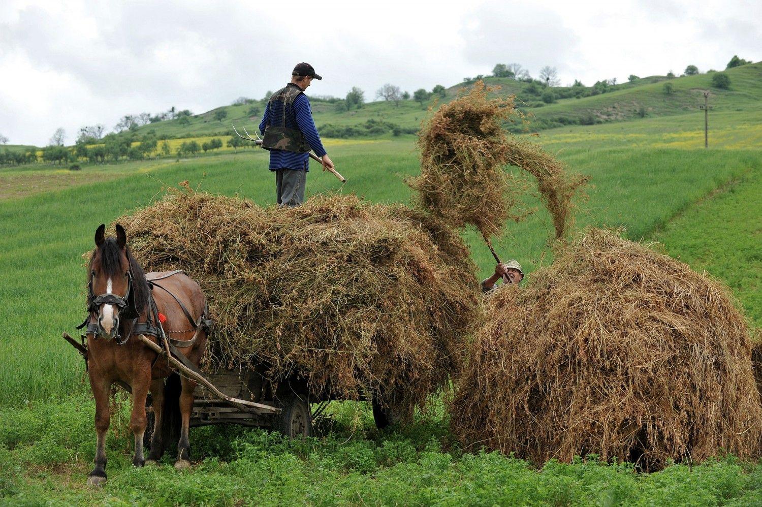 la tracción animal en el mundo - Energie Cheval