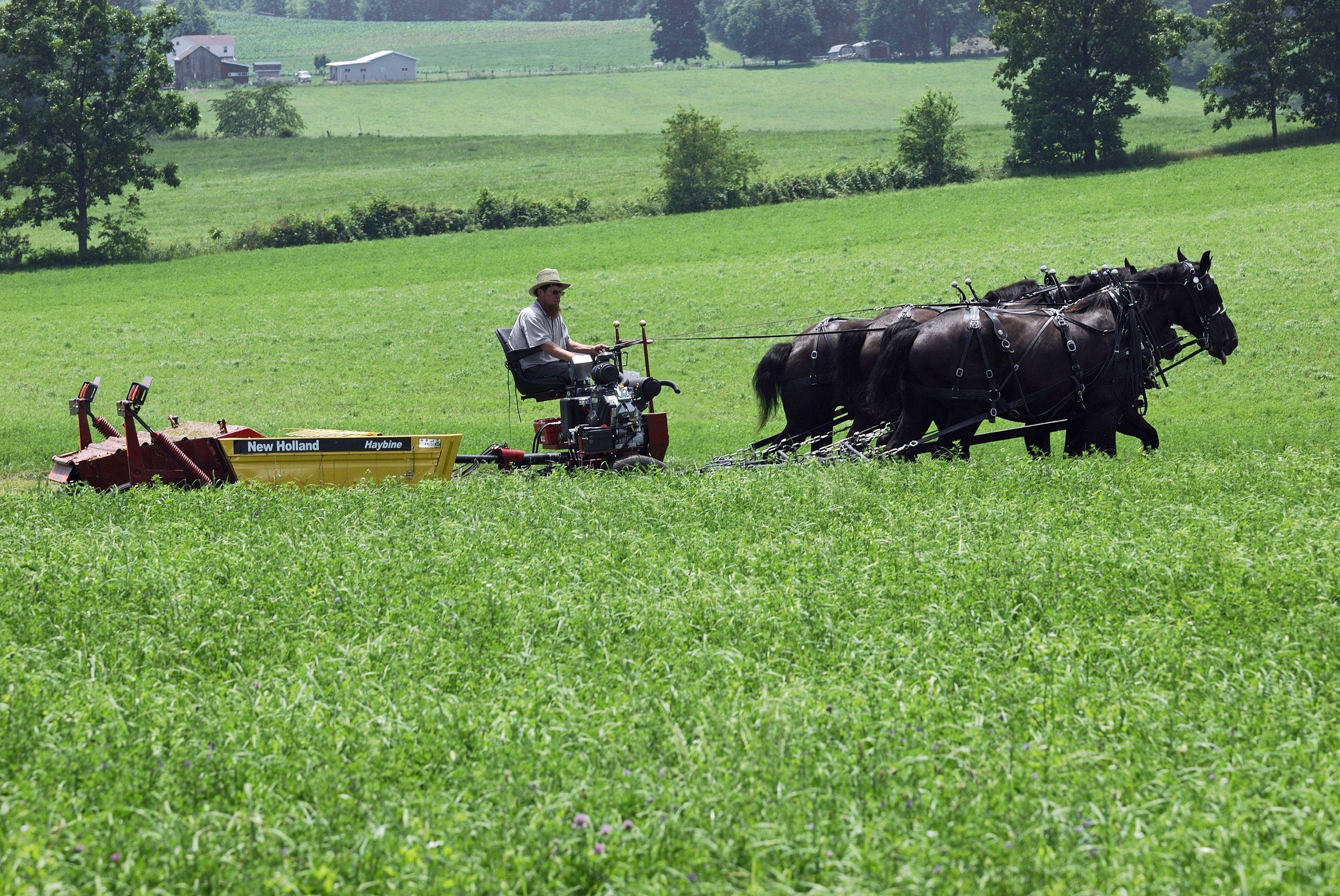 La traction animale dans le monde - Energie Cheval